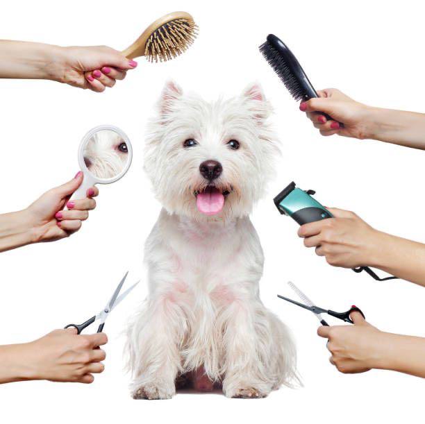 Grooming Essentials – Pawfect Picks🐾